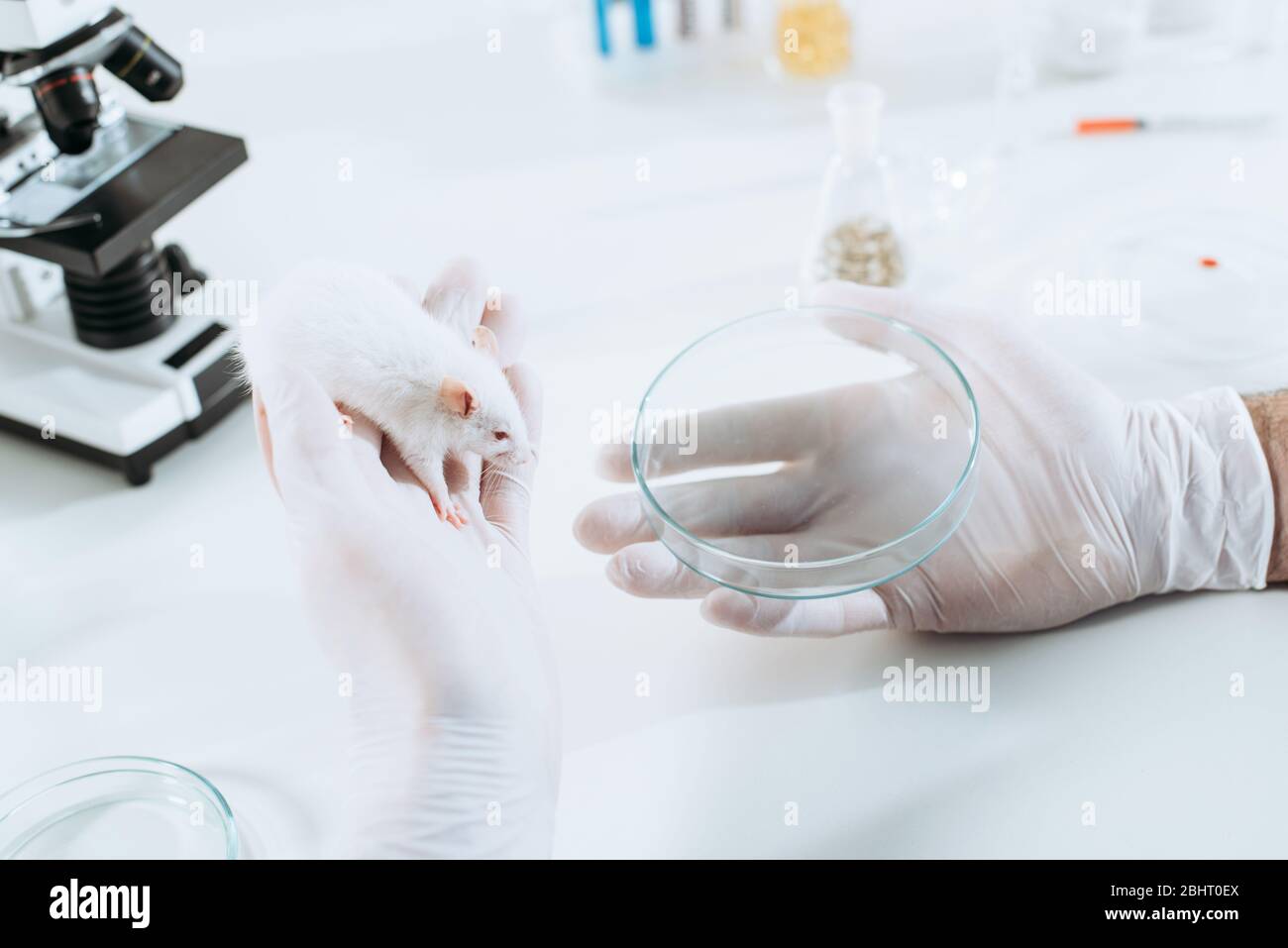 cropped view of veterinarian in rubber gloves holding white mouse and ...