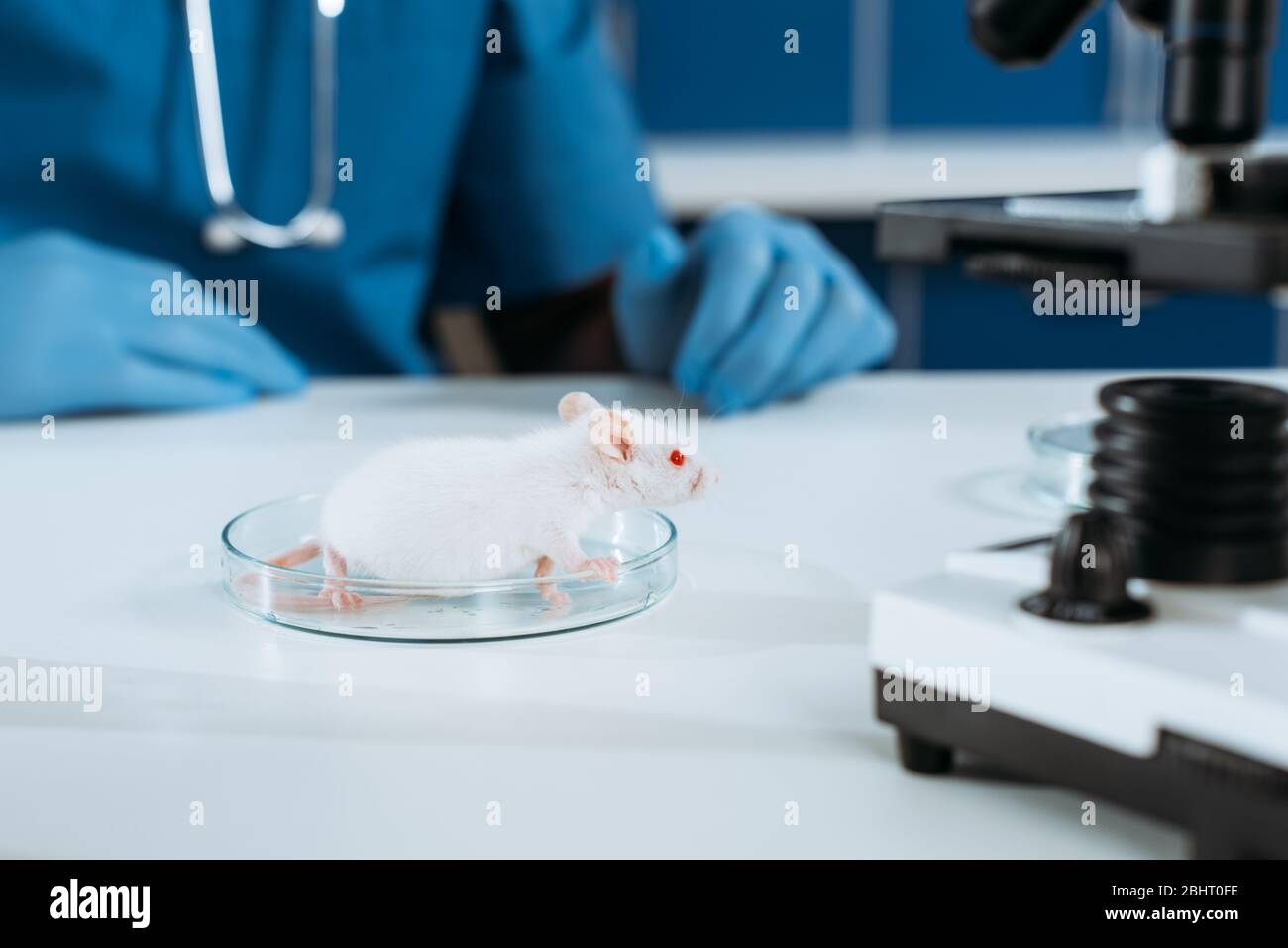 selective focus of white mouse in petri dish near veterinarian in latex ...