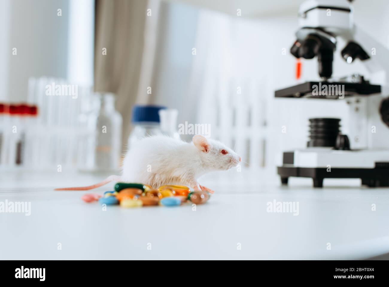 selective focus of white mouse near capsules and microscope on desk ...