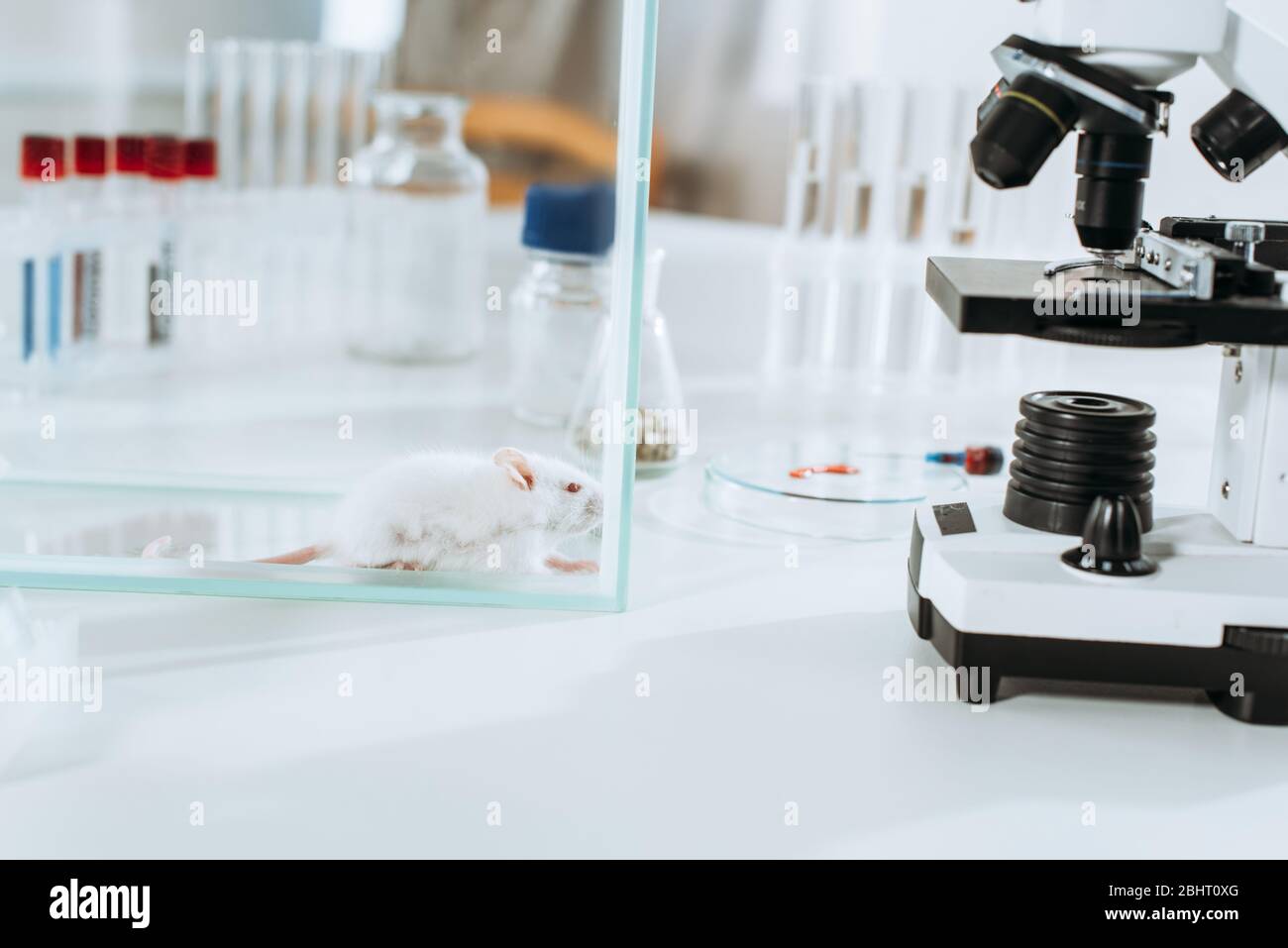 white mouse in glass box near microscope and test tubes in veterinary ...