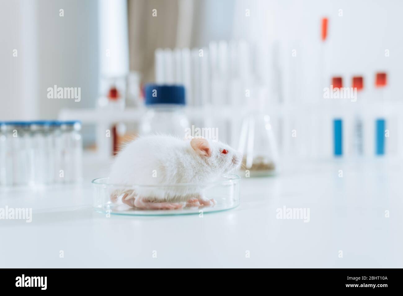 selective focus of white mouse in petri dish near containers with ...