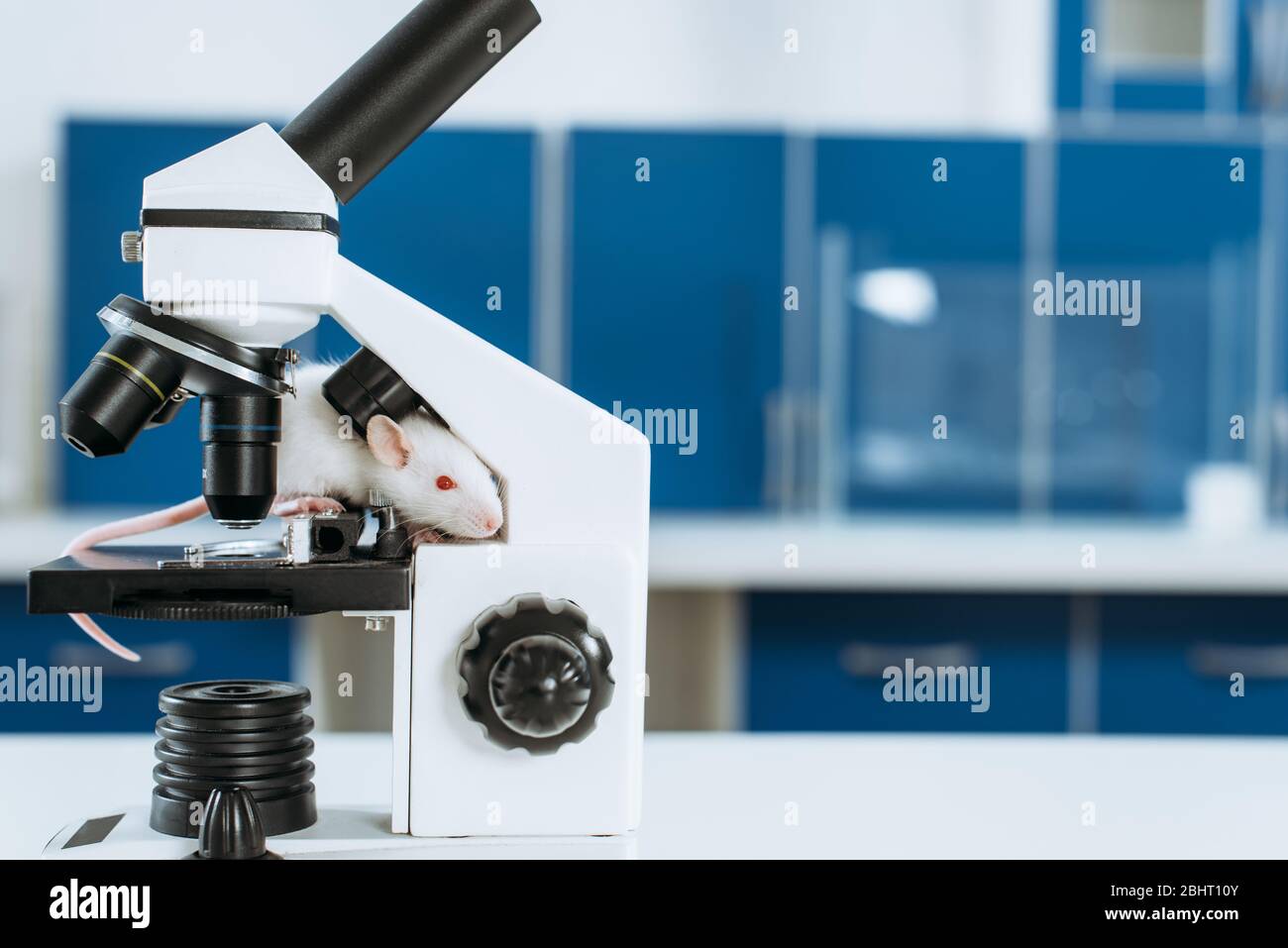 little while mouse on microscope in veterinary clinic Stock Photo - Alamy