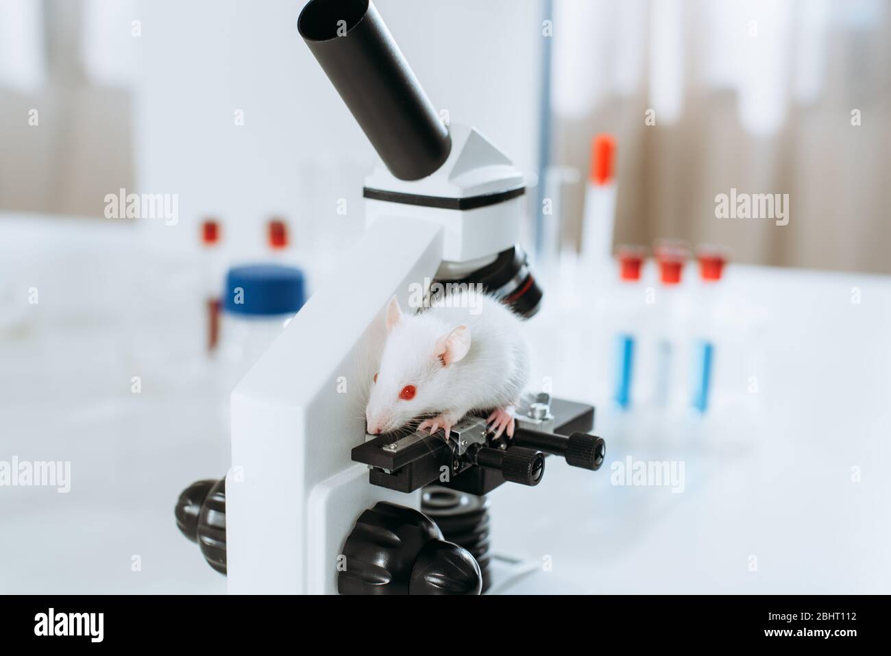 selective focus of white mouse on microscope in veterinary clinic Stock ...
