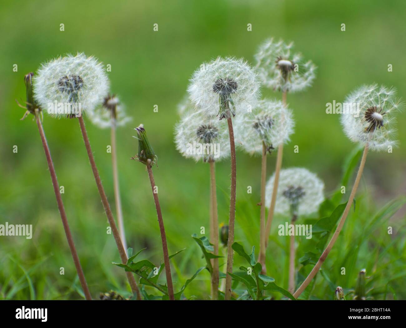 Dandelion pappus, Taraxacum officinale Stock Photo - Alamy