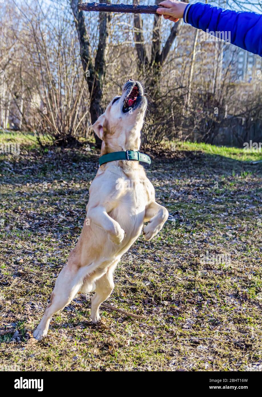 Close-up of a puppy labrador dog outdoors performs an apportion command ...