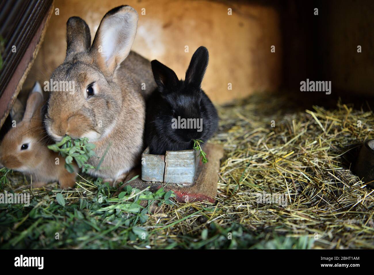 Animal love mother with smalll rabbits in the lair with hay Stock Photo ...