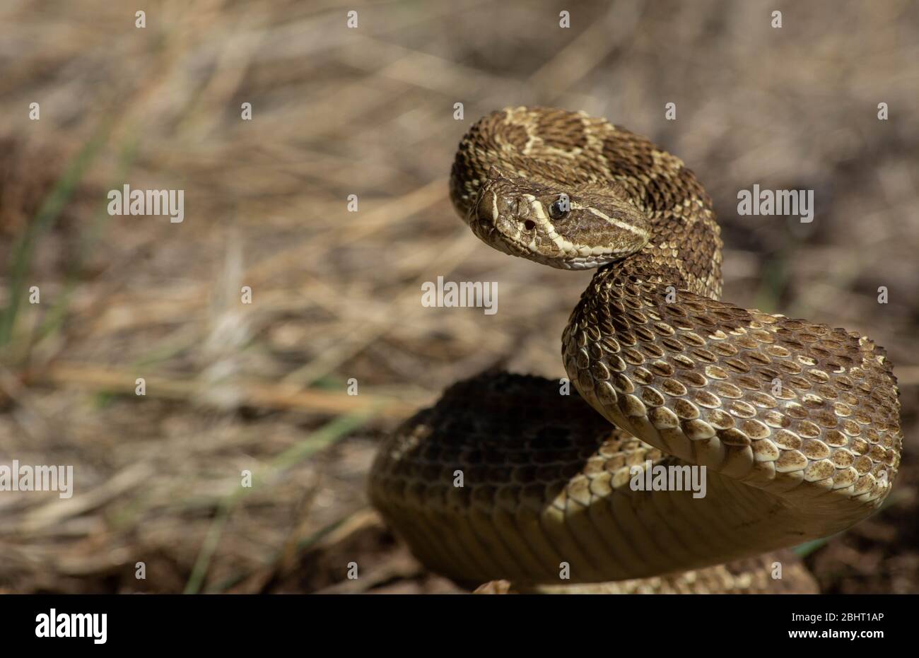 Prairie Rattlesnake (Crotalus viridis) from Jefferson County, Colorado ...