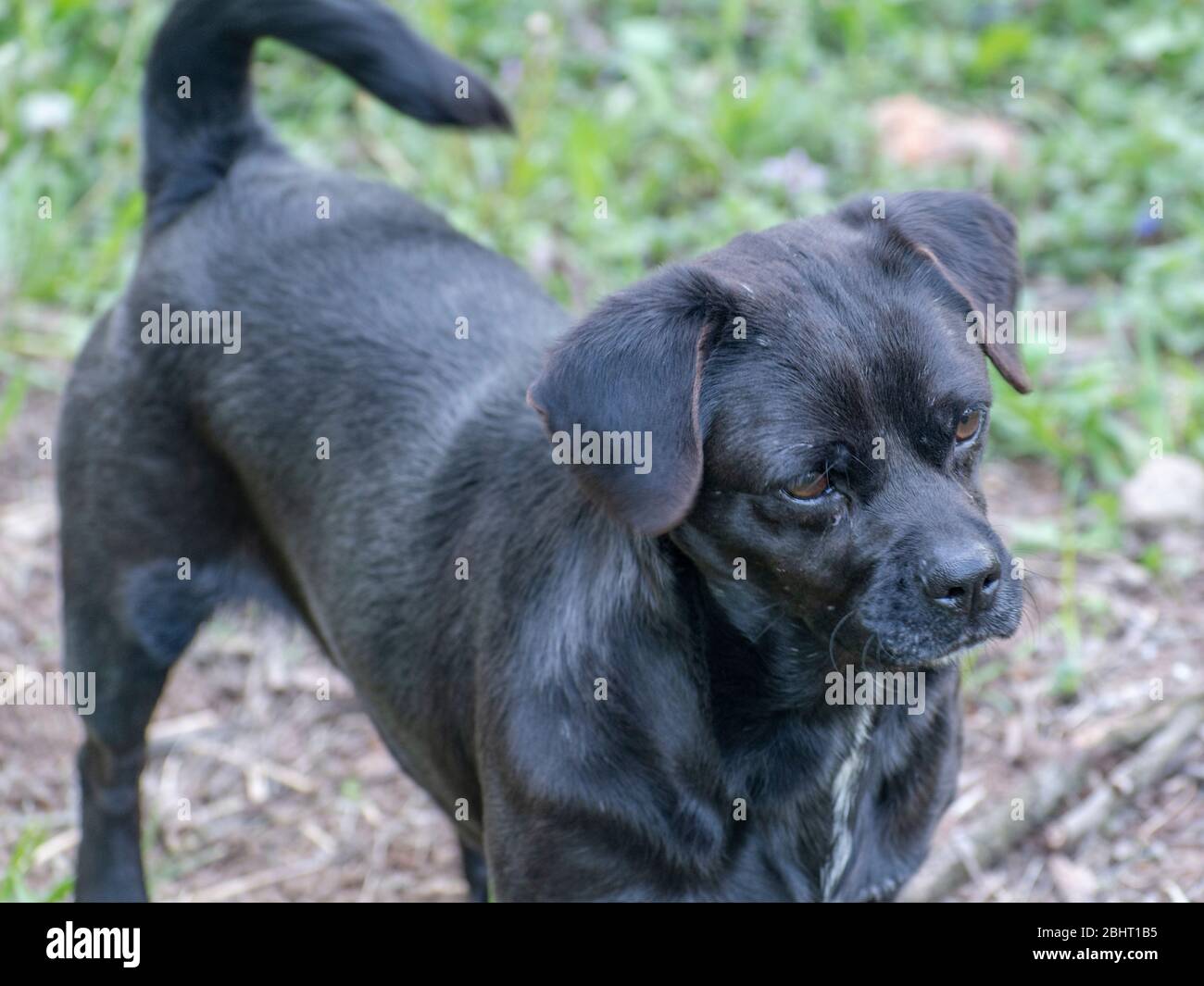 Black mixed dog Stock Photo - Alamy