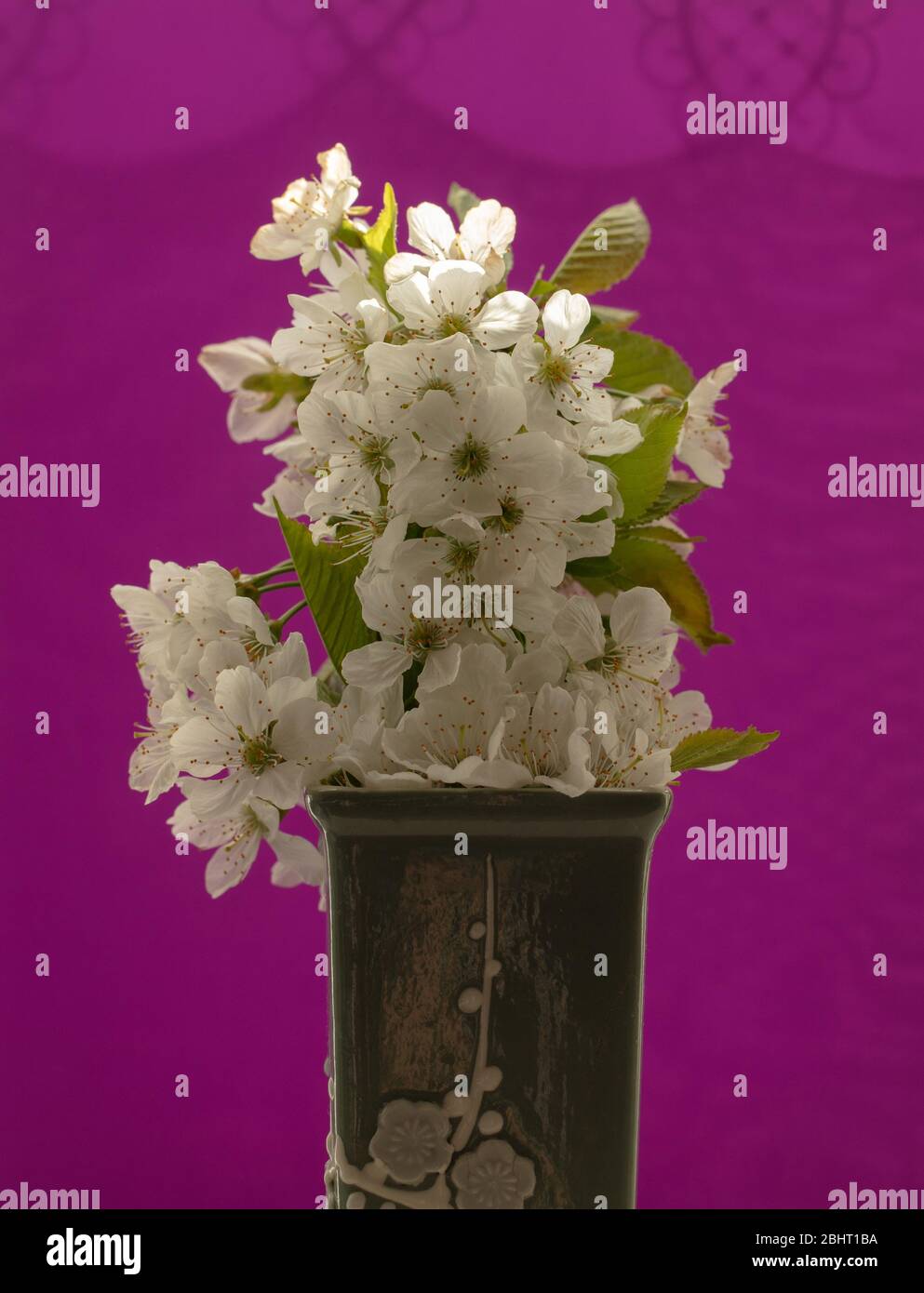 Prunus avium Stella blossom seen in a vase in a house in London during ...