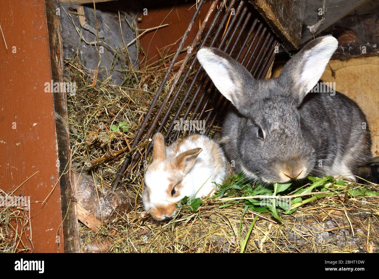 Animal love mother with smalll rabbits in the lair with hay Stock Photo ...