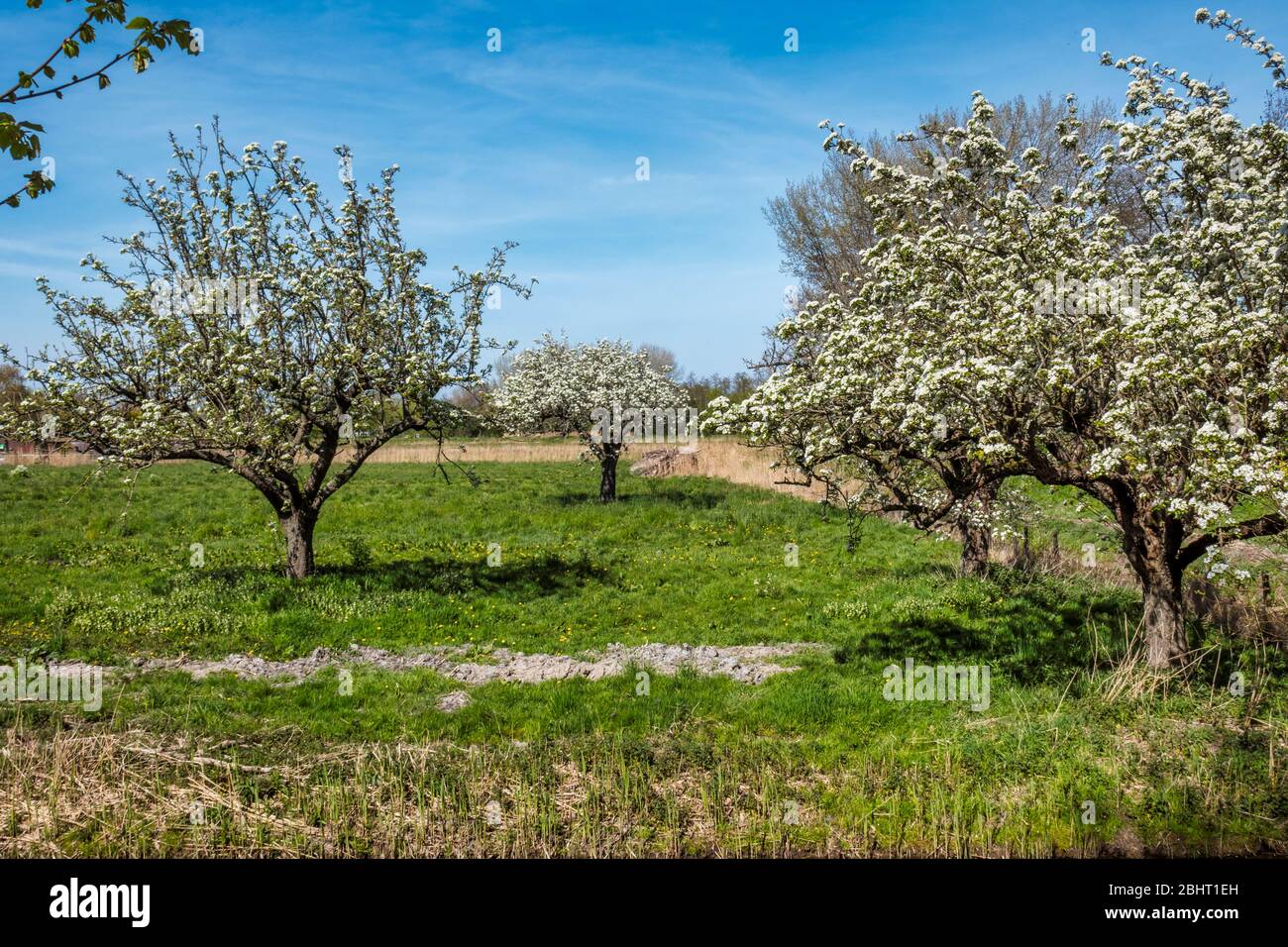 Pear tree flowers in full bloom hi-res stock photography and images - Alamy