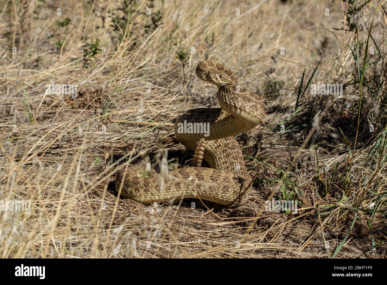 Prairie Rattlesnake (Crotalus viridis) from Jefferson County, Colorado ...