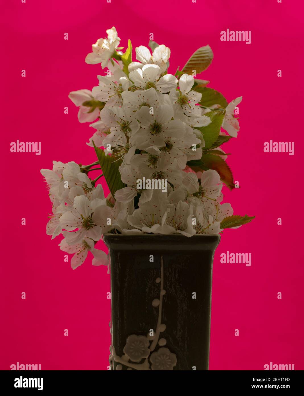 Prunus avium Stella blossom seen in a vase in a house in London during ...