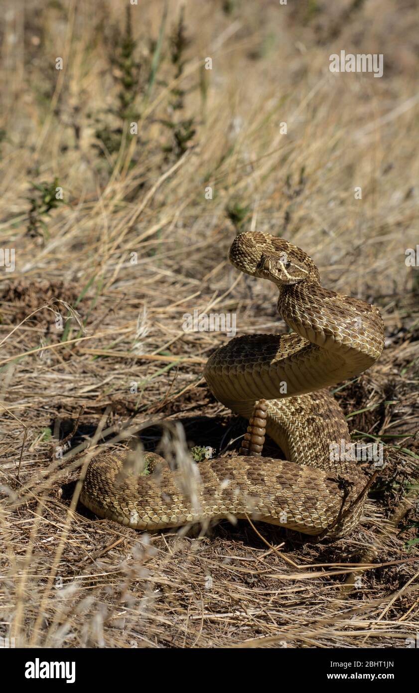 Prairie Rattlesnake (Crotalus viridis) from Jefferson County, Colorado ...