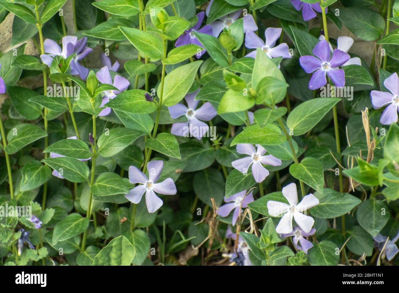Creeping myrtle, Vinca minor, small periwinkle Stock Photo - Alamy