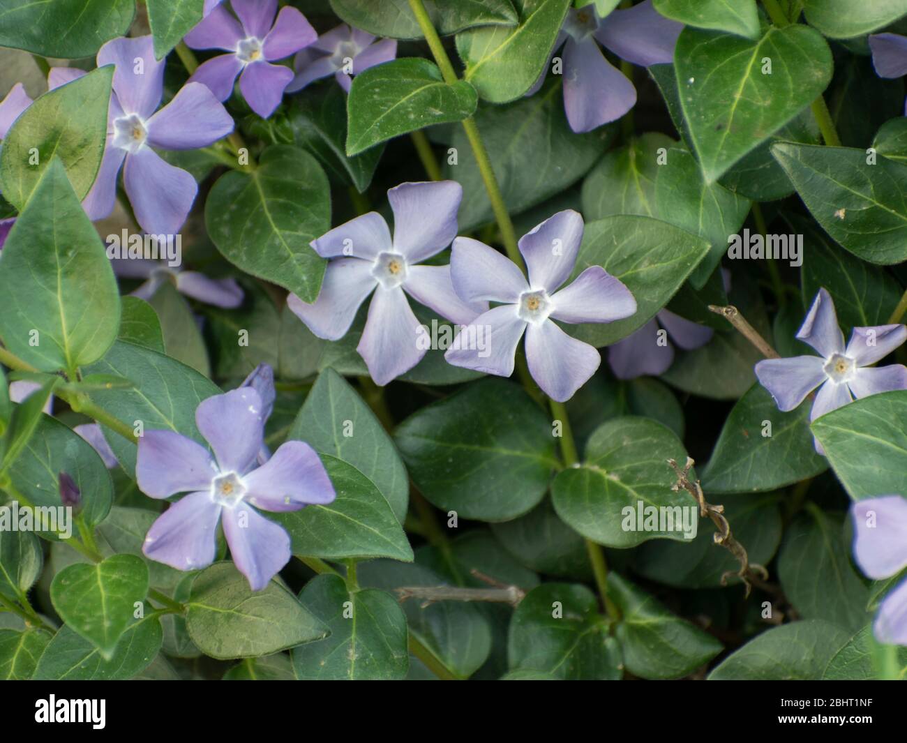 Creeping myrtle, Vinca minor, small periwinkle Stock Photo - Alamy