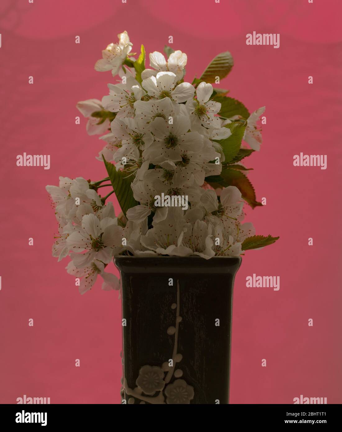 Prunus avium Stella blossom seen in a vase in a house in London during ...
