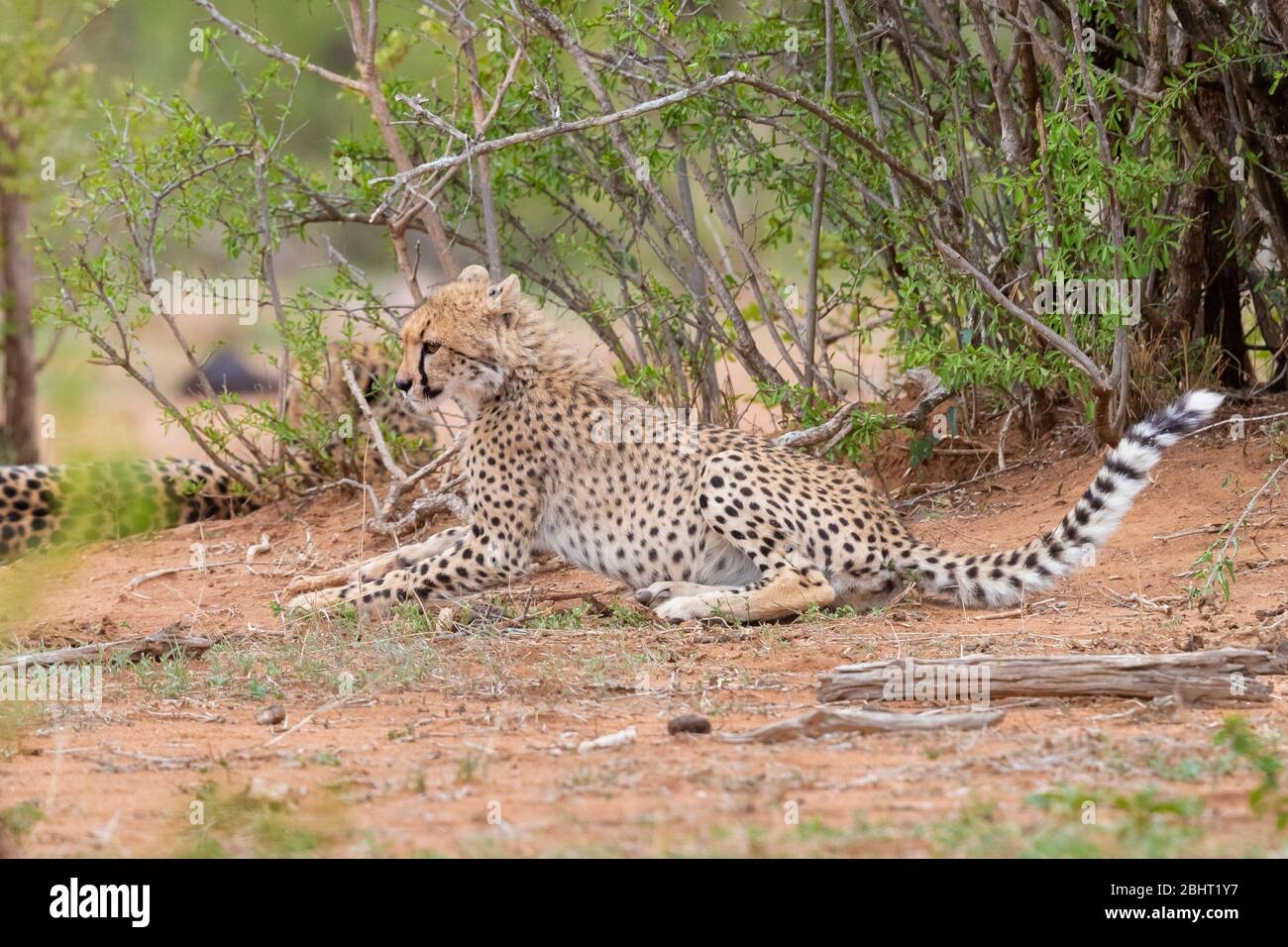 Cheetah (Acinonyx jubatus), female cub resting under a bush, Mpumalanga, South Africa Stock ...