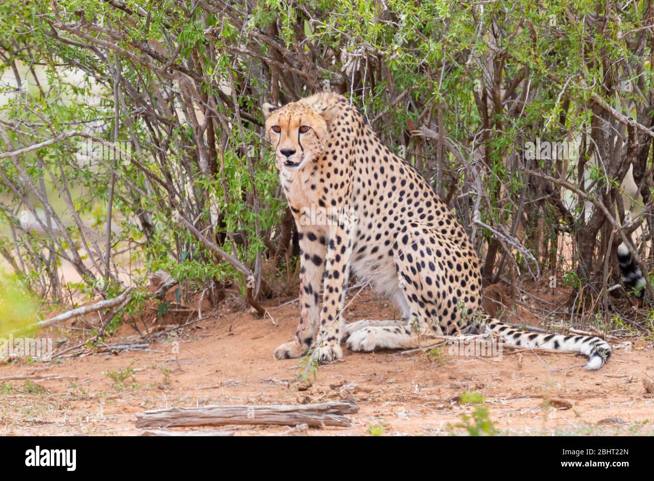 Daytime predators hi-res stock photography and images - Alamy