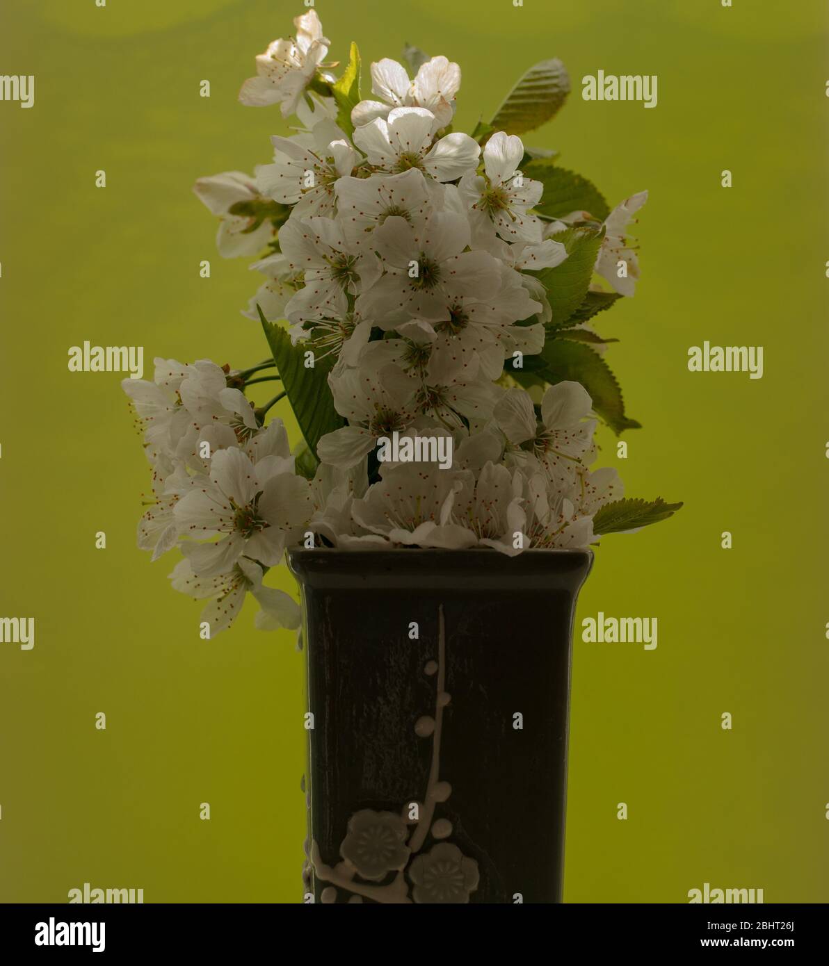 Prunus avium Stella blossom seen in a vase in a house in London during ...