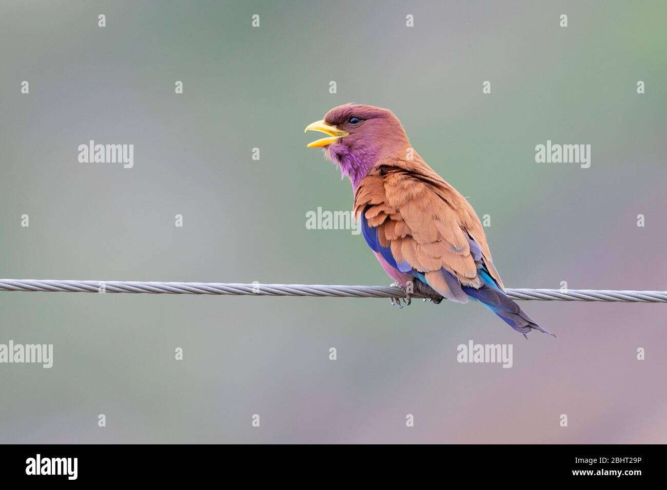 Roller birds hi-res stock photography and images - Alamy