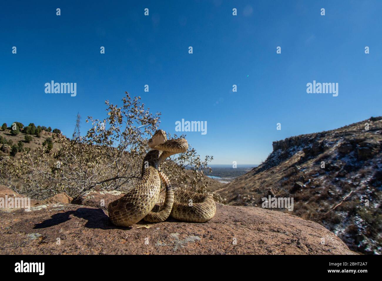 Prairie Rattlesnake (Crotalus viridis) from Jefferson County, Colorado ...