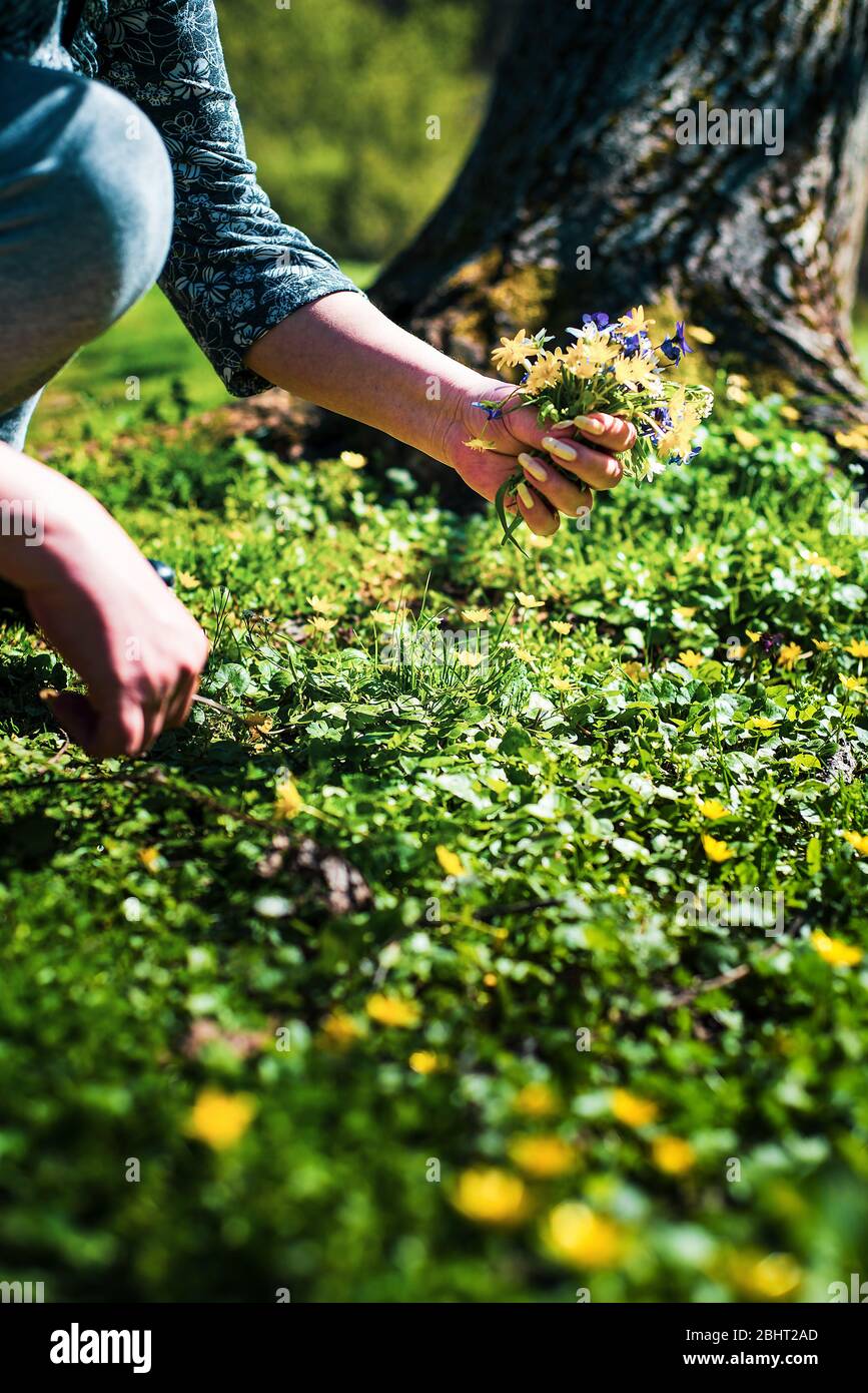 Woman picking spring flowers in the field Stock Photo - Alamy