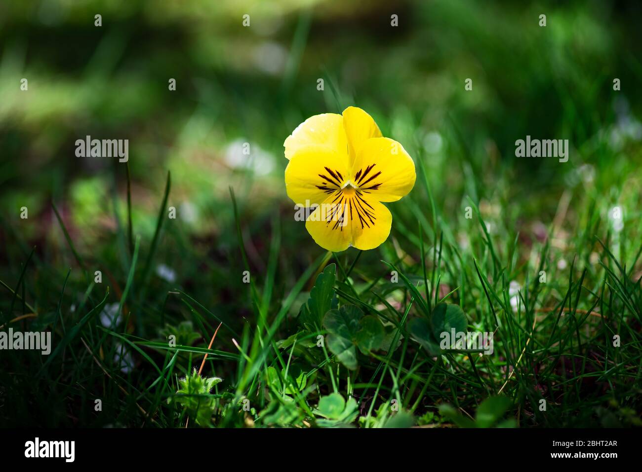 Downy yellow violet hi-res stock photography and images - Alamy