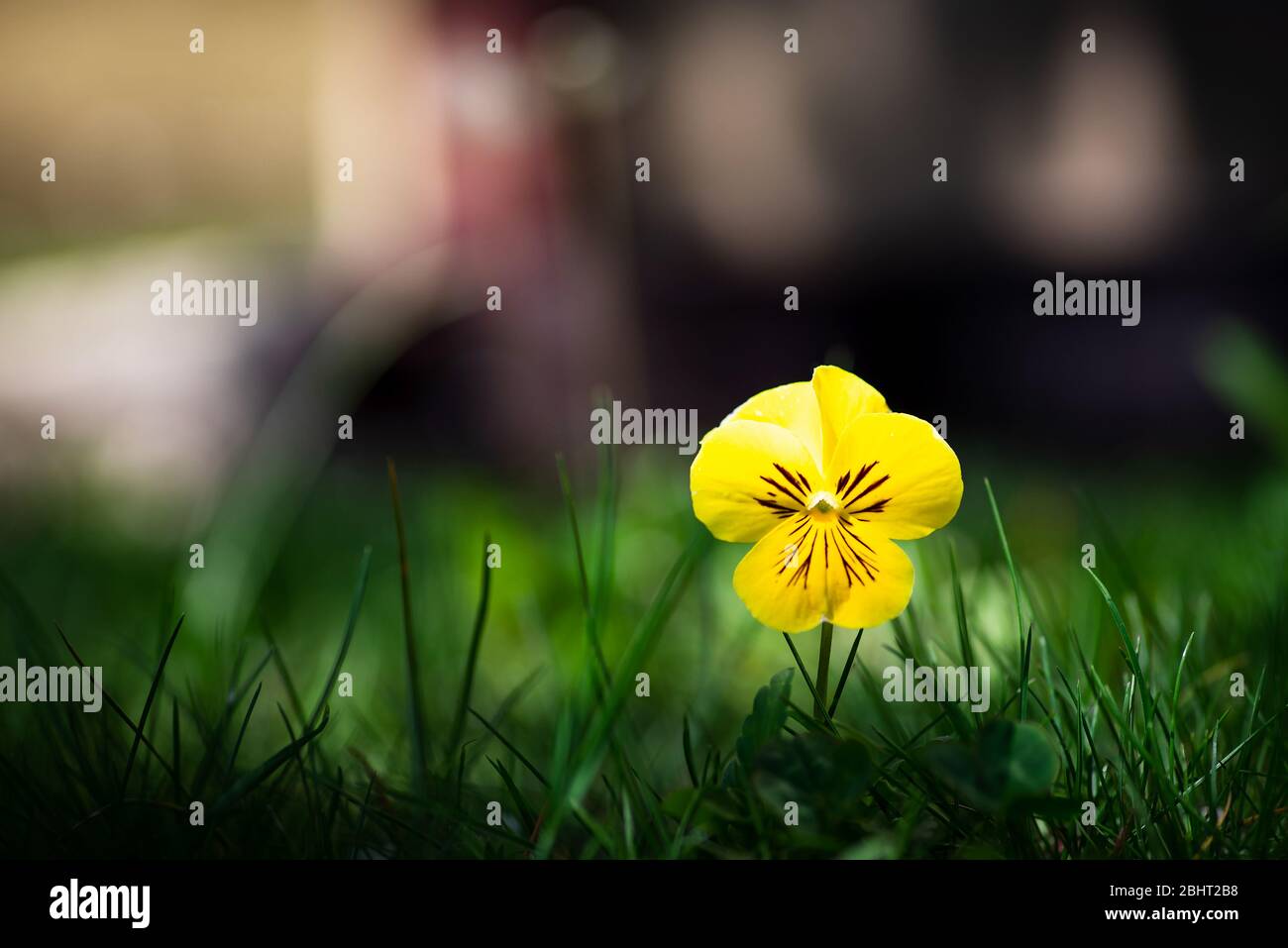 Downy yellow violet hi-res stock photography and images - Alamy