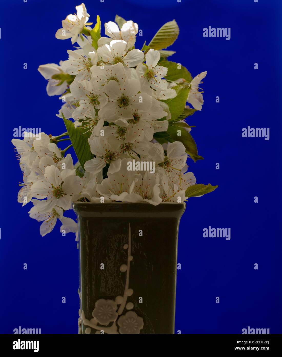 Prunus avium Stella blossom seen in a vase in a house in London during ...