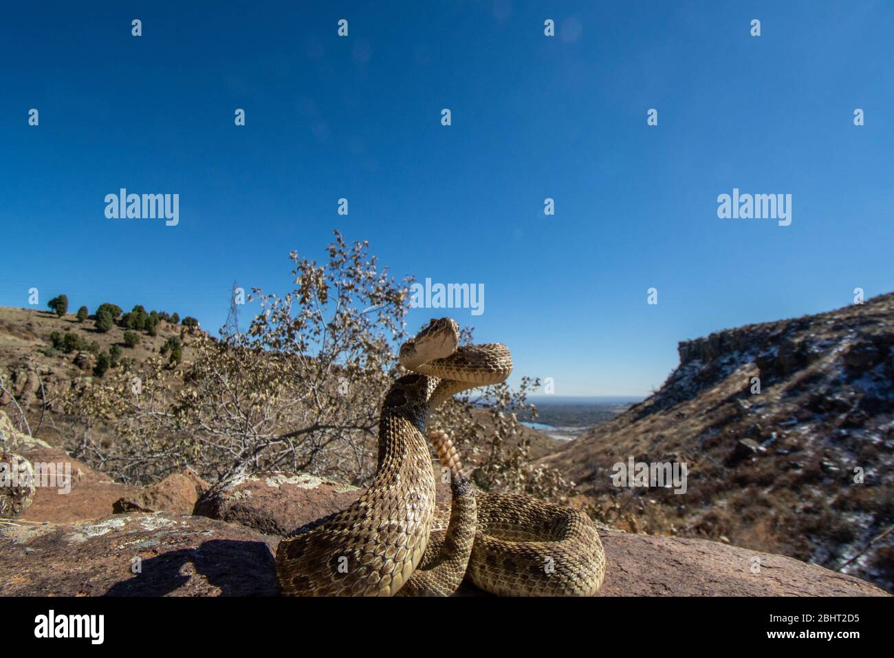 Prairie Rattlesnake (Crotalus viridis) from Jefferson County, Colorado ...