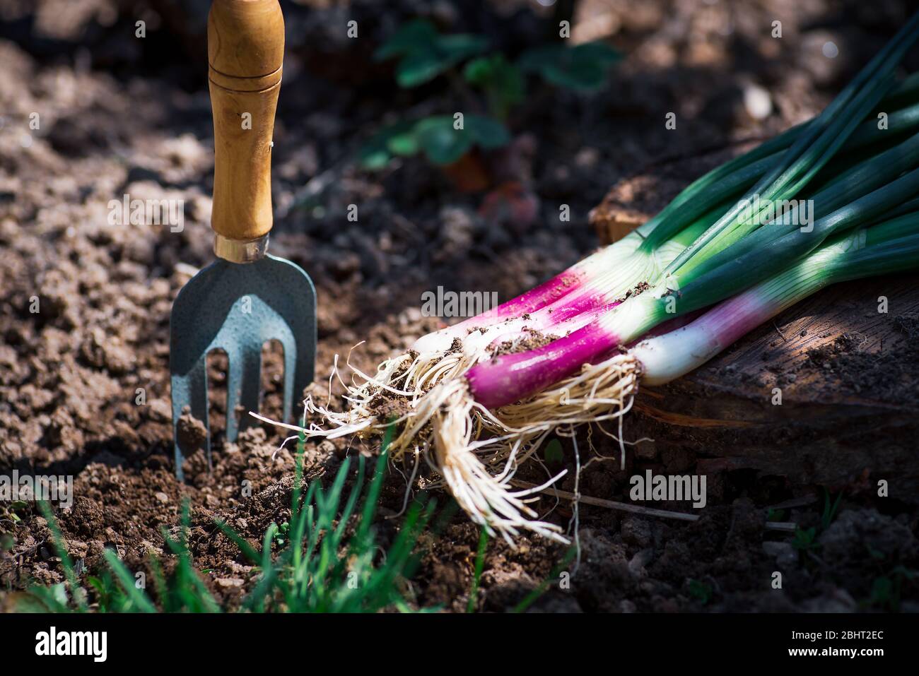 Red spring onion scallion plant just harvested from the soil closeup ...