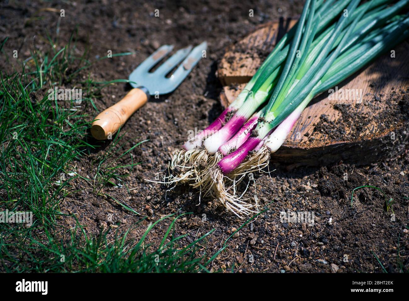 Red spring onion scallion plant just harvested from the soil closeup ...