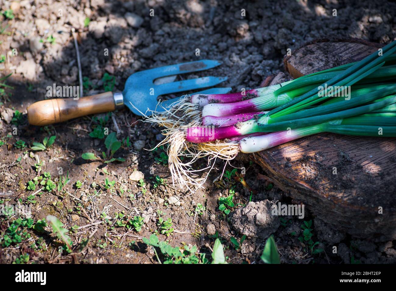 Red spring onion scallion plant just harvested from the soil closeup ...