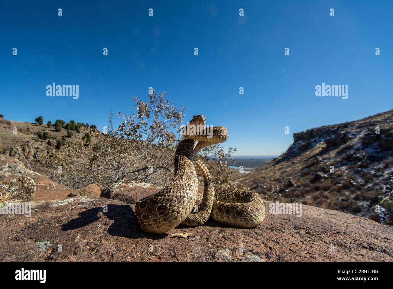 Prairie Rattlesnake (Crotalus viridis) from Jefferson County, Colorado ...