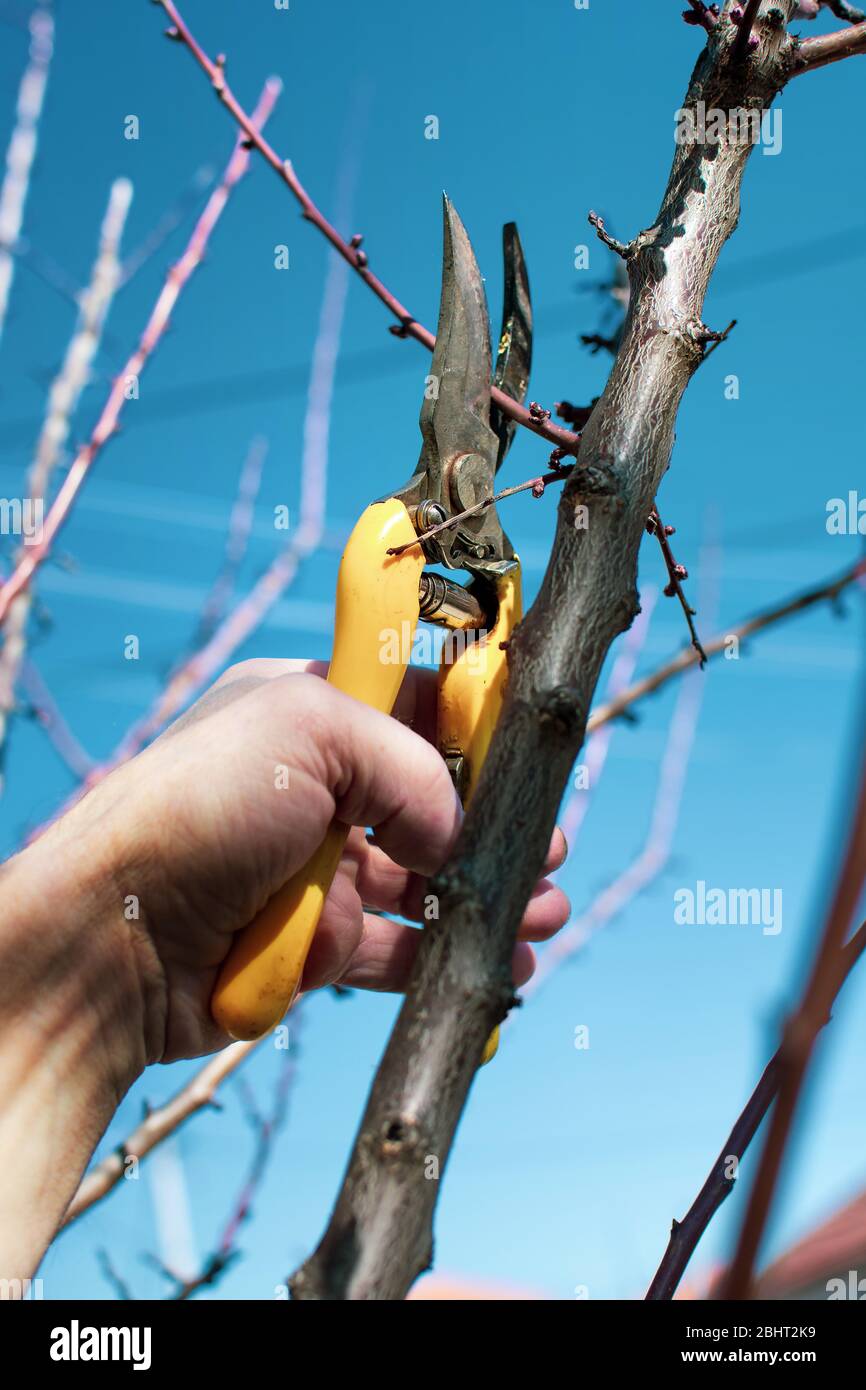 Male hand pruning fruit before the start of spring Stock Photo - Alamy