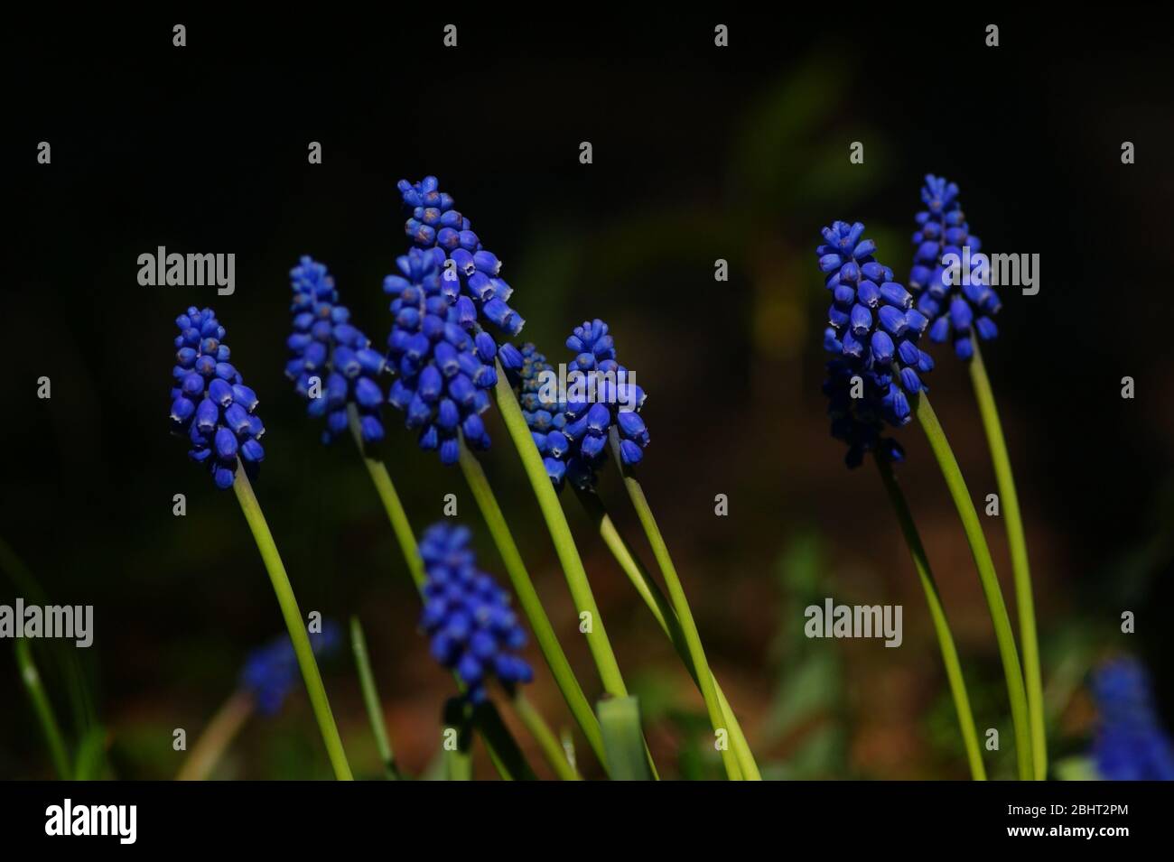 sapphires, beautiful spring garden flowers, intense blue sapphire Stock ...