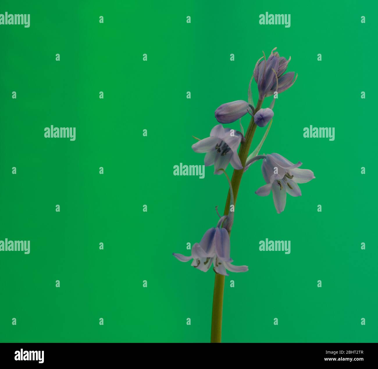 Single flower of the bluebell Hyacinthoides or Spanish bluebell, seen ...