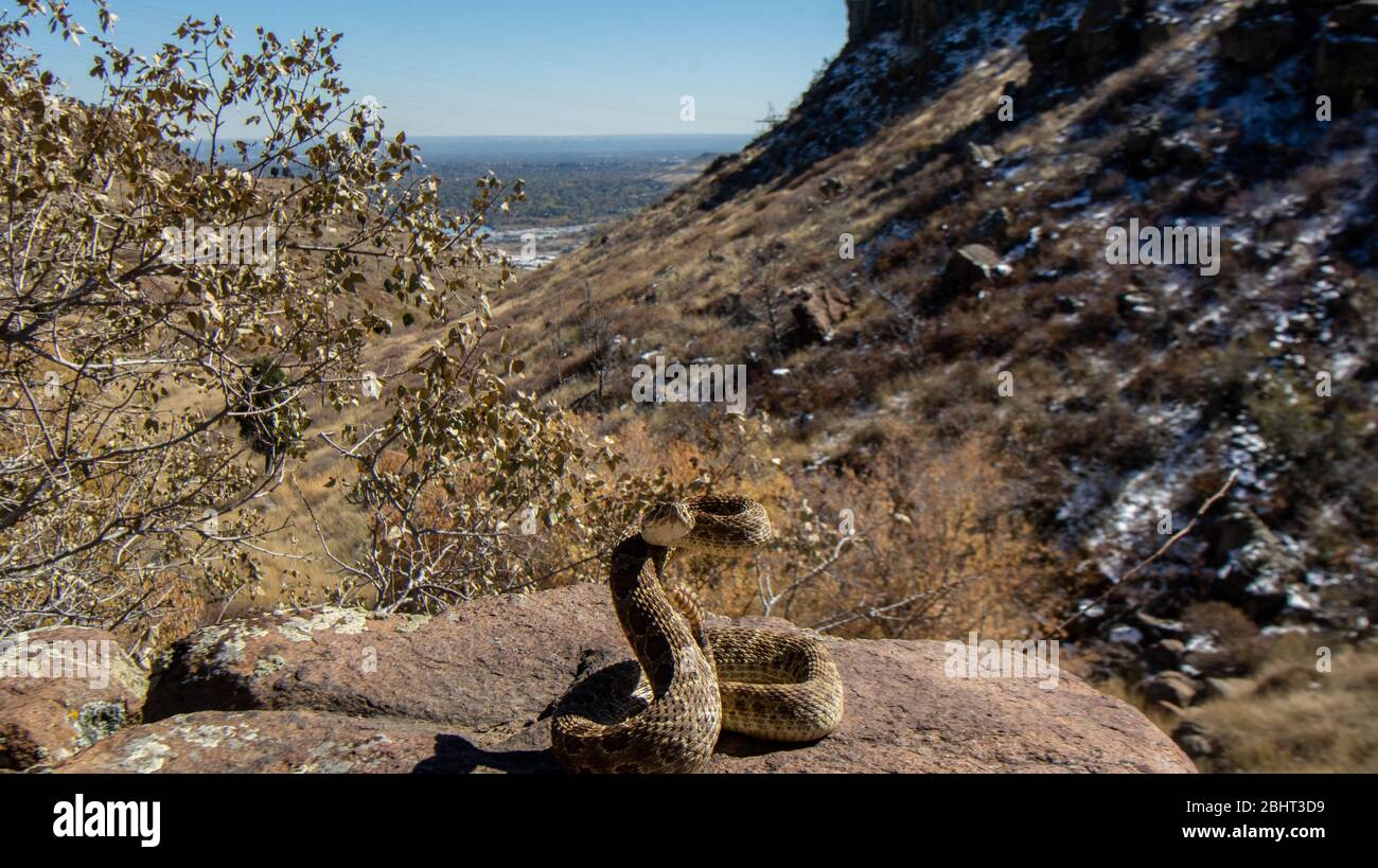Prairie Rattlesnake (Crotalus viridis) from Jefferson County, Colorado ...