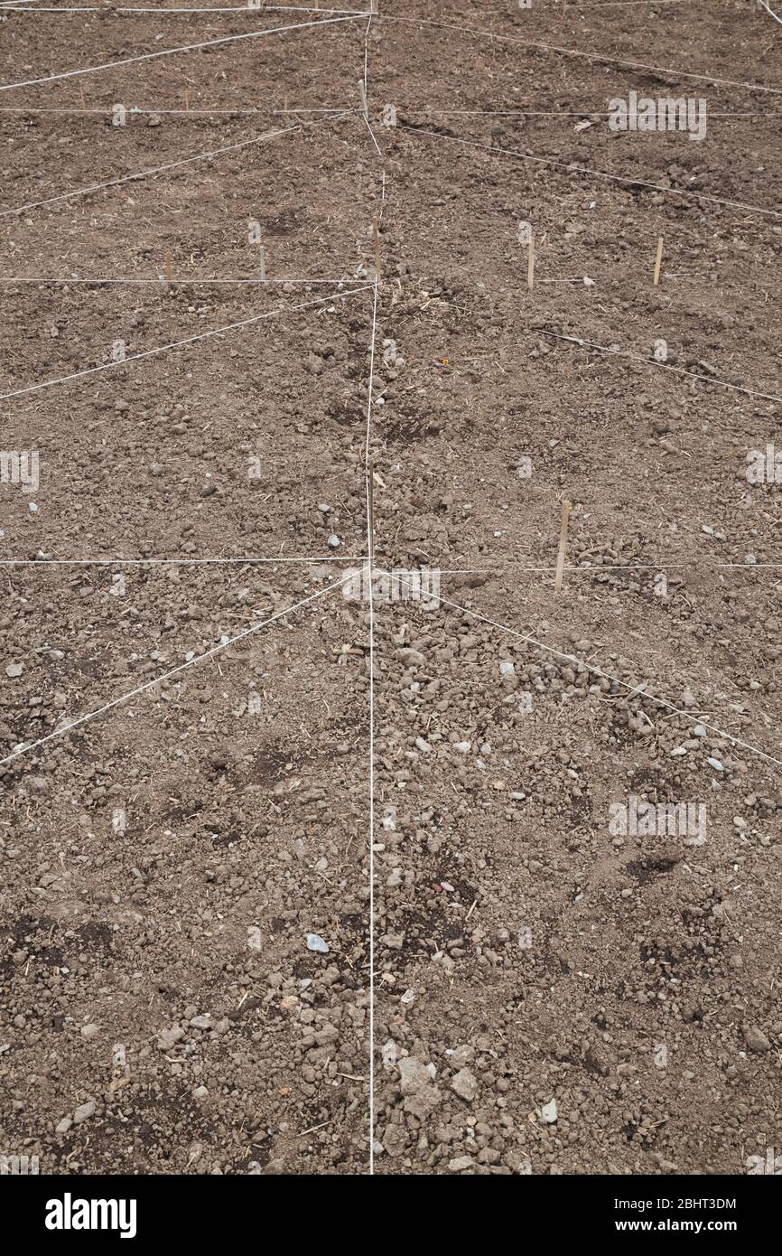 Community garden plot divided into sections with strings and ready for ...