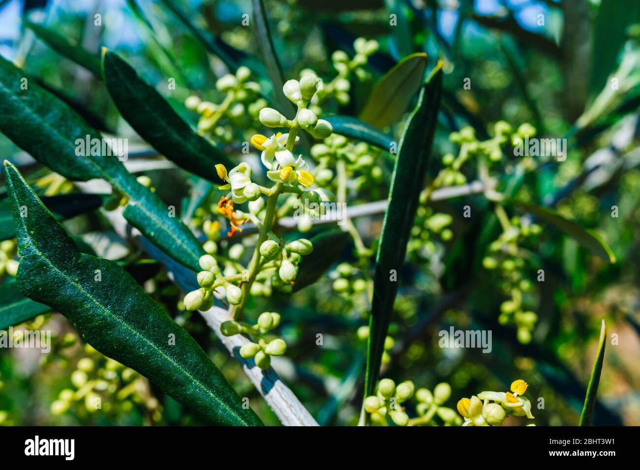 Pollen laden hi-res stock photography and images - Alamy