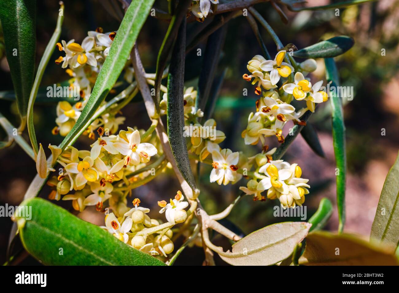 Olive tree pollen is highly allergic to people with respiratory ...