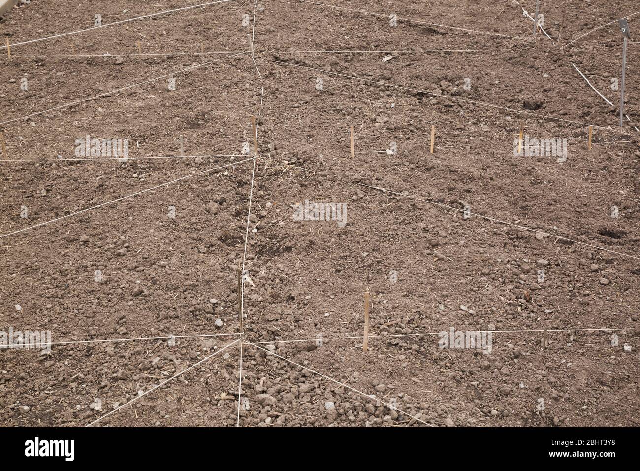 Community garden plot divided into sections with strings and ready for ...