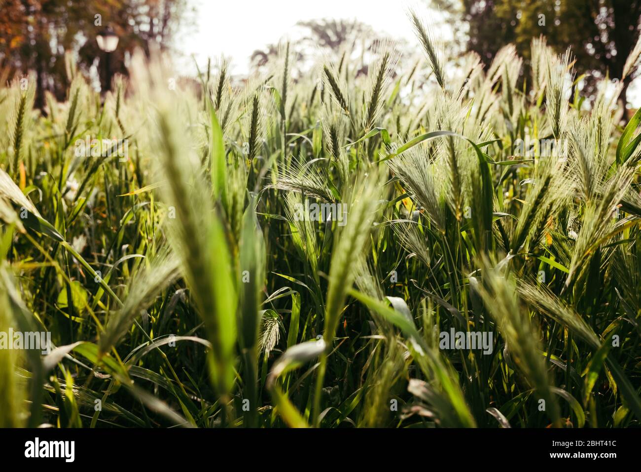 natural background of wild spikes Stock Photo - Alamy