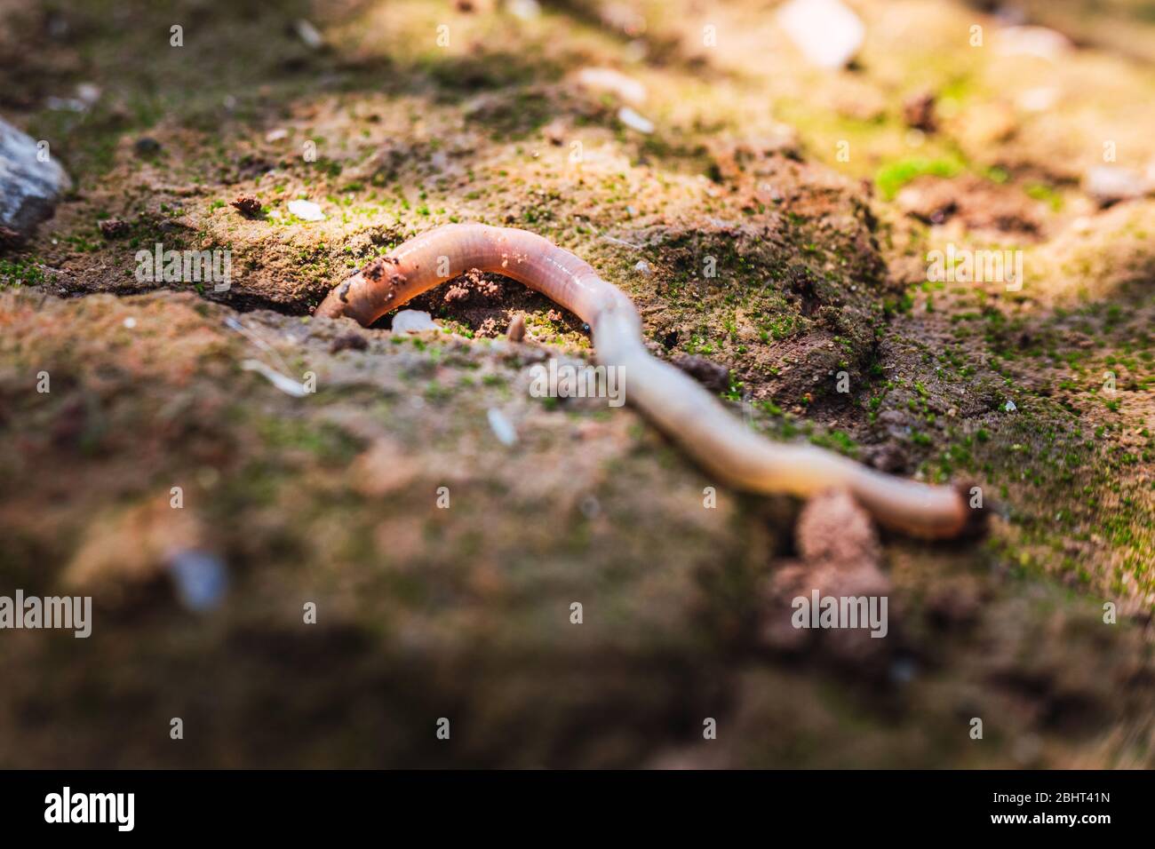 Wet earthworm digging in a dirt orchard Stock Photo - Alamy