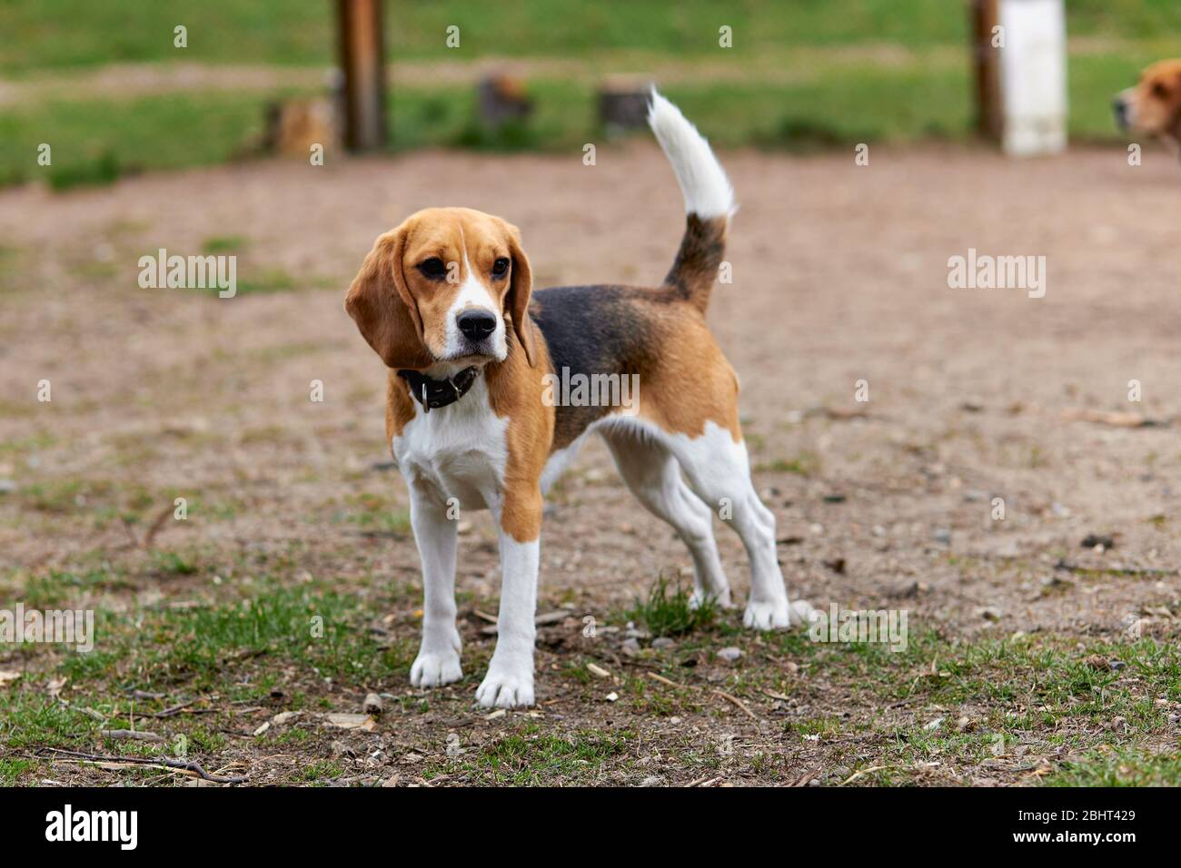 Raised pies hi-res stock photography and images - Alamy