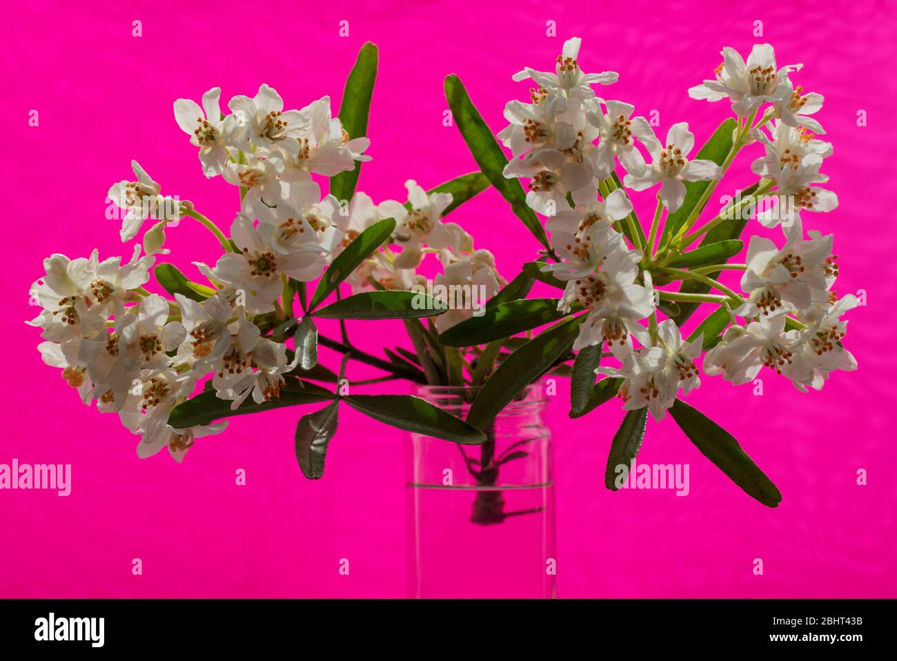 Shoot with leaves and flowers of Choisya x dewiiteana Aztec Pearl seen ...