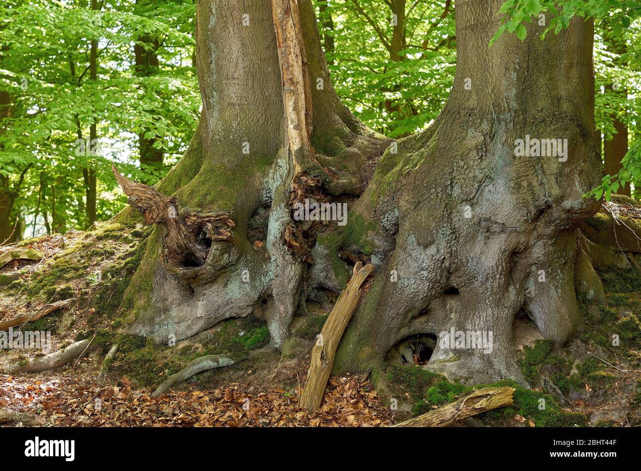 Mighty beech trees hi-res stock photography and images - Alamy