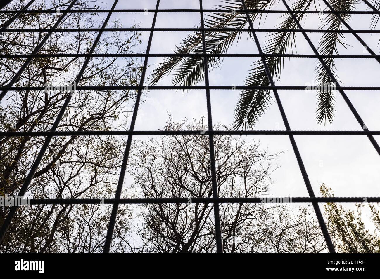 Silhouettes of trees growing out of a jail you see through bars by ...