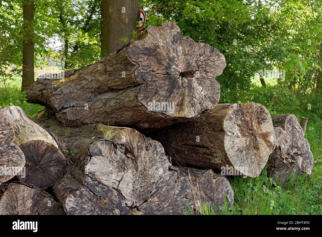 Stack of large rotting tree trunks Stock Photo - Alamy